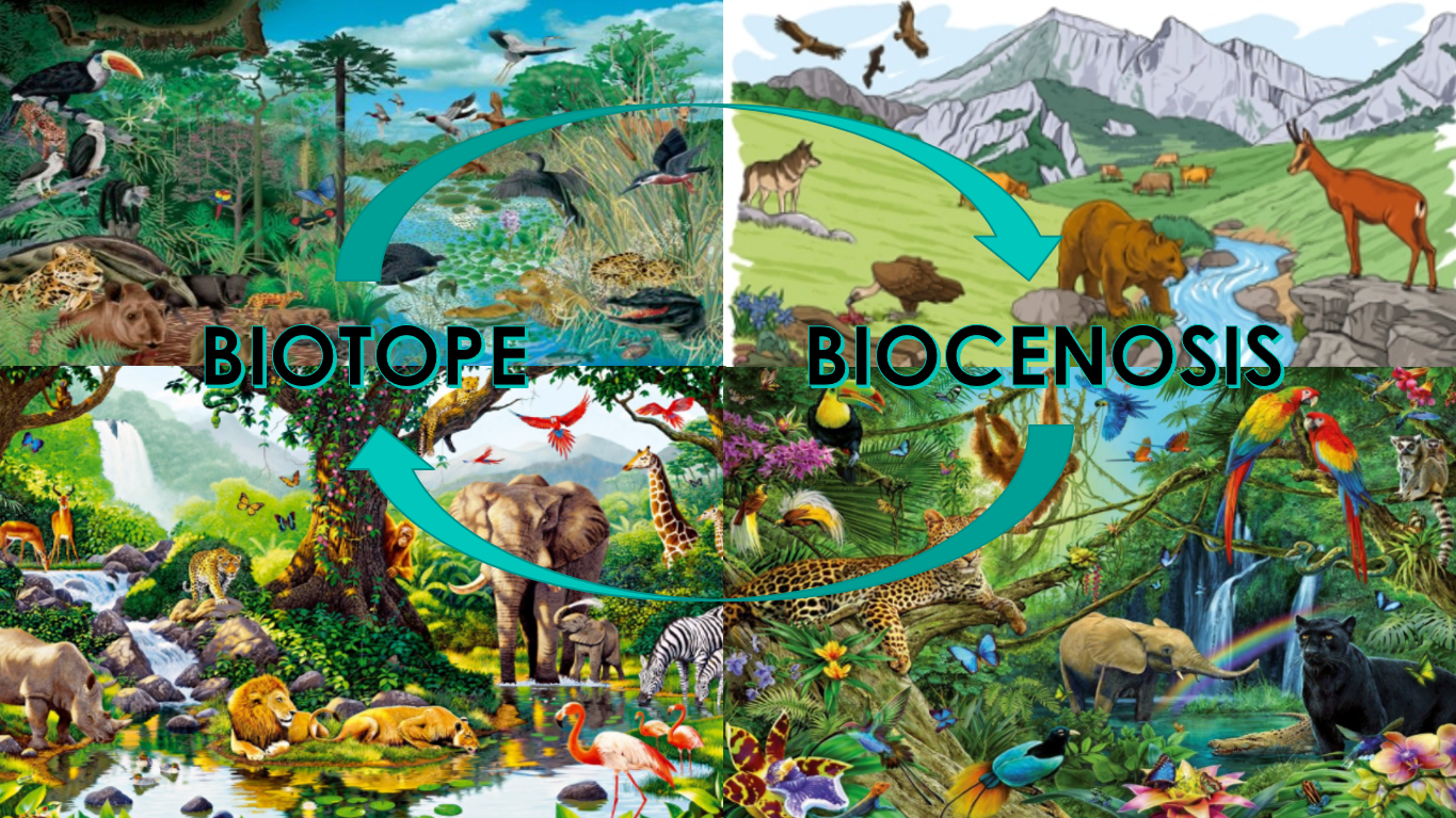 .: Unit 6 ECOSYSTEMS