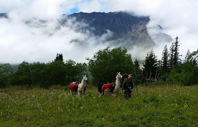 Alaska Llamas - Take a Hike