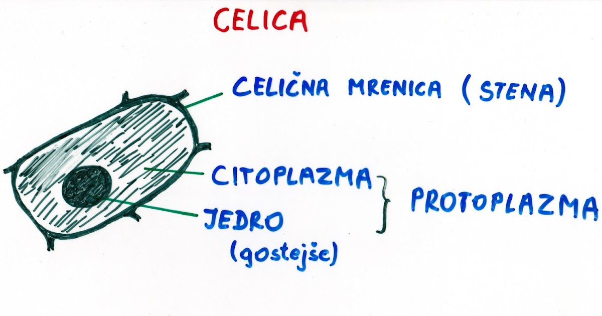 Biologija 8: Celica