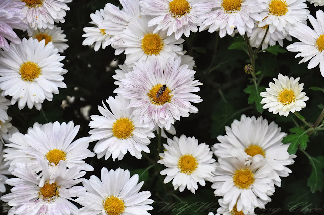 Torino In My eyes: Autumn Flowers