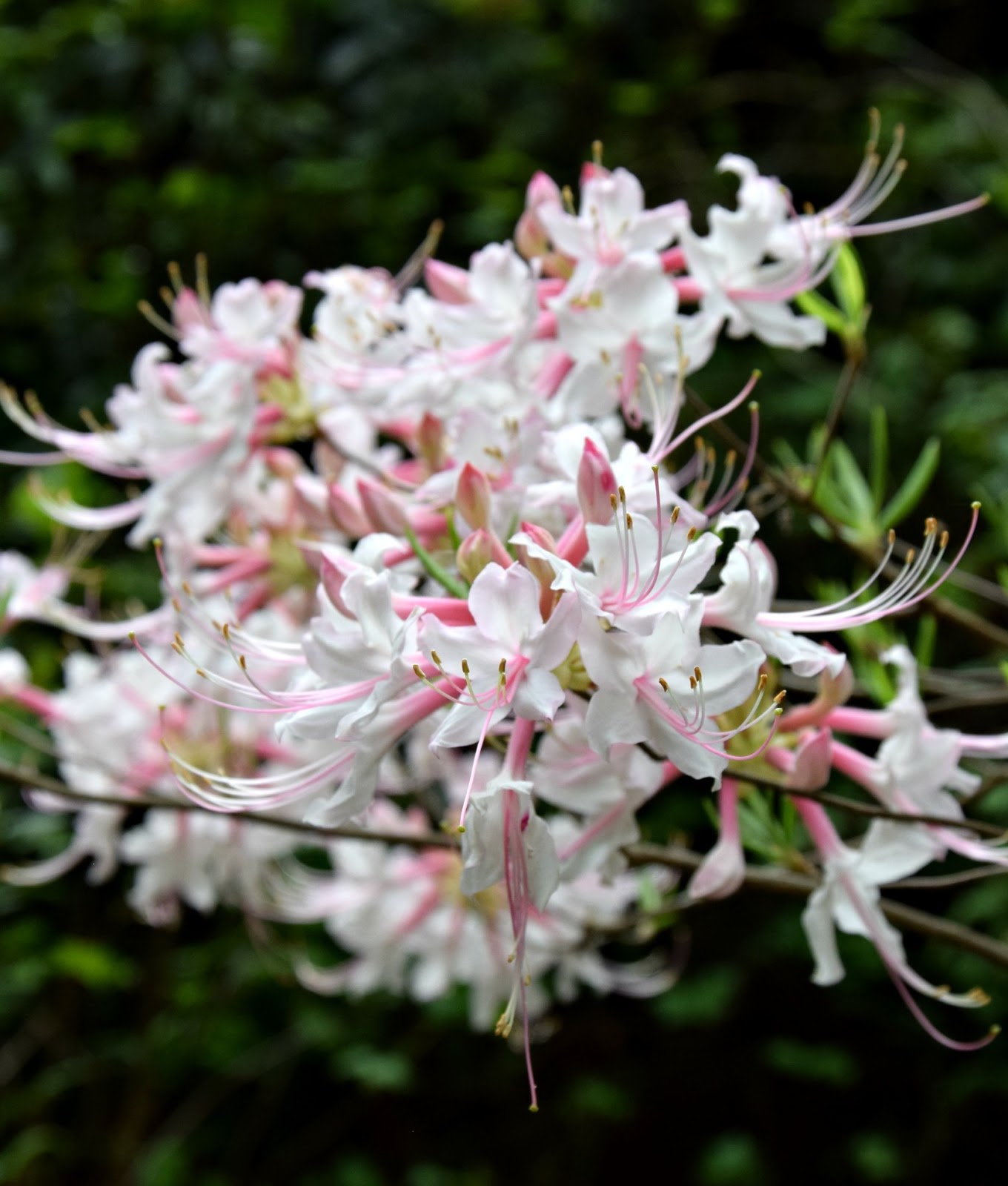Using Georgia Native Plants: The Virtual Tour – Up Close