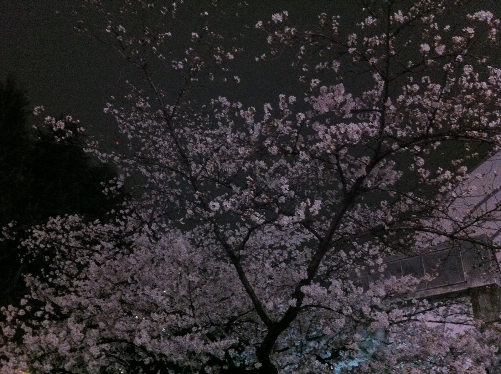 Japan Holic All About Japan: Yozakura - the Night Blossom Tradition