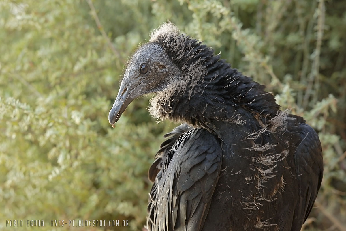 mis fotos de aves: Coragyps atratus Jote Cabeza Negra American Black ...