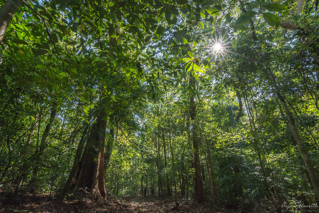 Arjun Haarith: Rhapsody in Silver : Belligundi Waterfalls