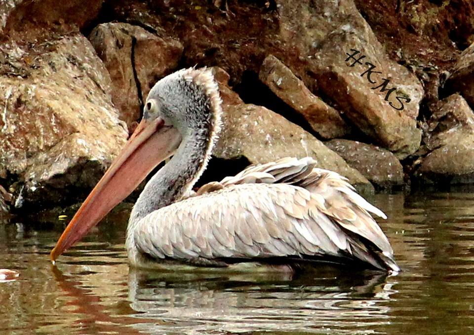 2. Spot-billed pelican (ಹೆಜ್ಜಾರ್ಲೆ - Hejjarle)