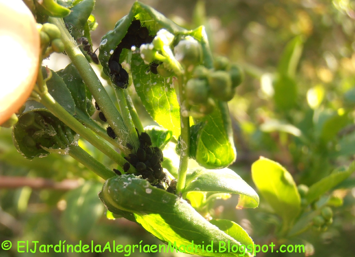 El jardín de la alegría : Pulgón negro (Aphis fabae) en Euonymus europaeus