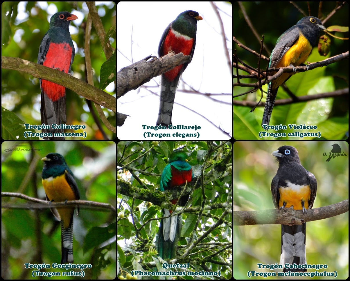 Birding Nicaragua: Trogones de Nicaragua