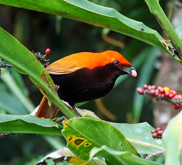 Birds of the World: Crested bird-of-paradise