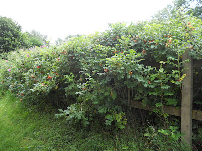 Marigold Jam: Through the hedge backwards!
