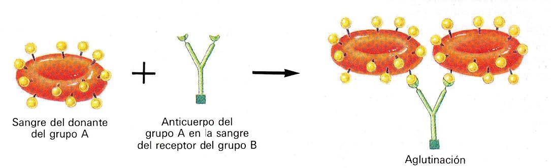 Heramientas Digitalizadas: GRUPOS SANGUÍNEOS