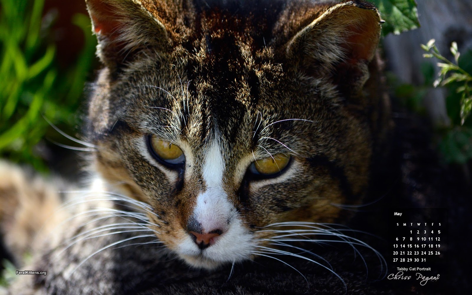 May #Cat of the Month Photo Calendar #Wallpaper