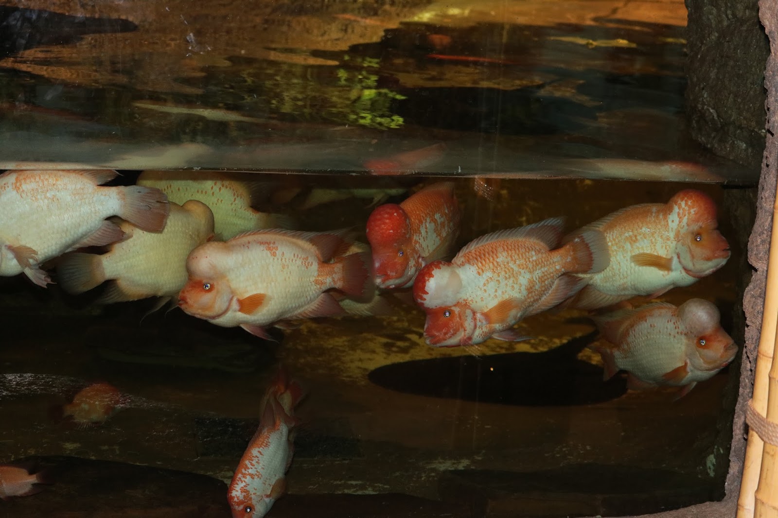 Citrinellum Goldfish Pics At The Akron Zoo