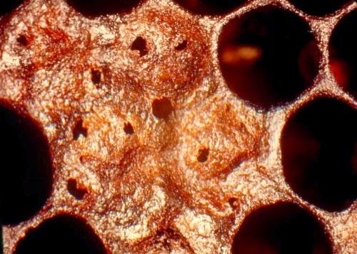 APICULTURA EN MISIONES: Loque americana - Paenibacillus larvae (P ...