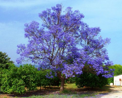 Arborele Paulownia, copacul viitorului (galerie foto)