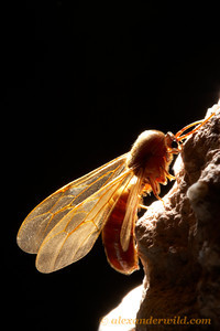 the science man's blog | Bringing the universe closer to home.