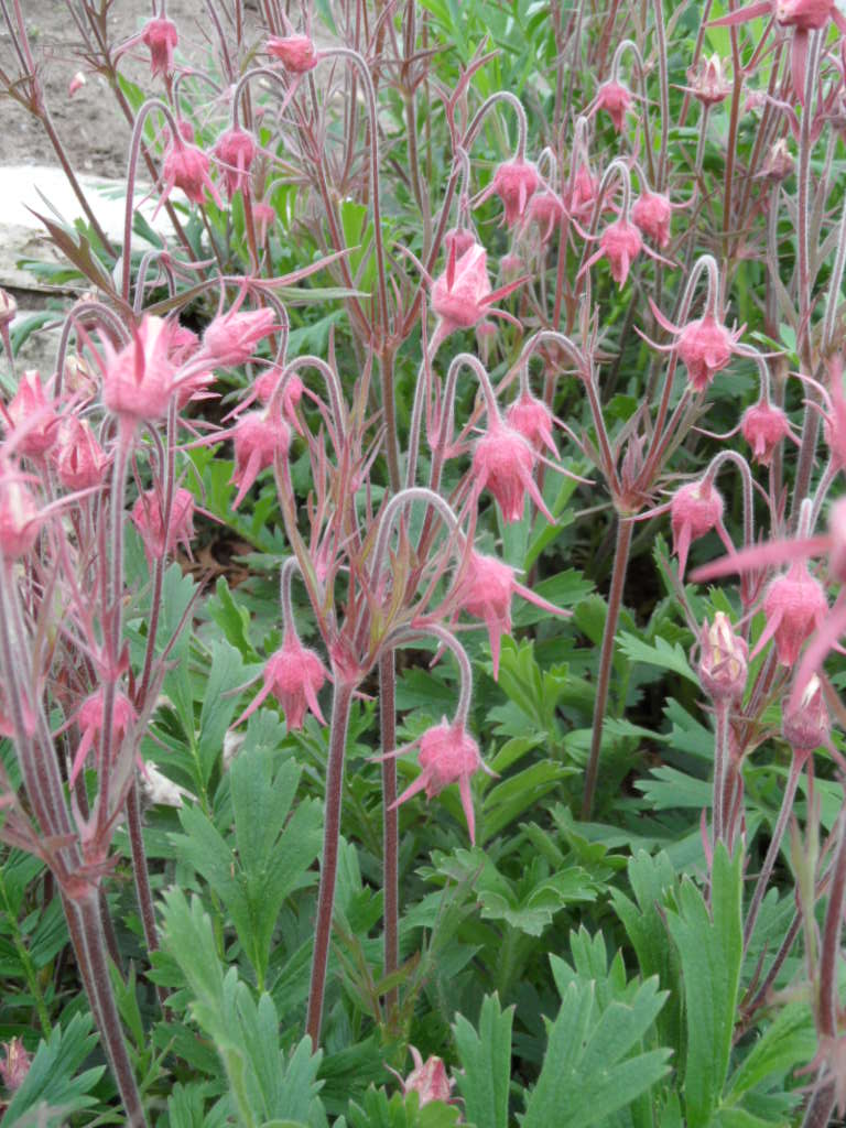 Midway Prairie Garden: Prairie Smoke-Geum triflorum
