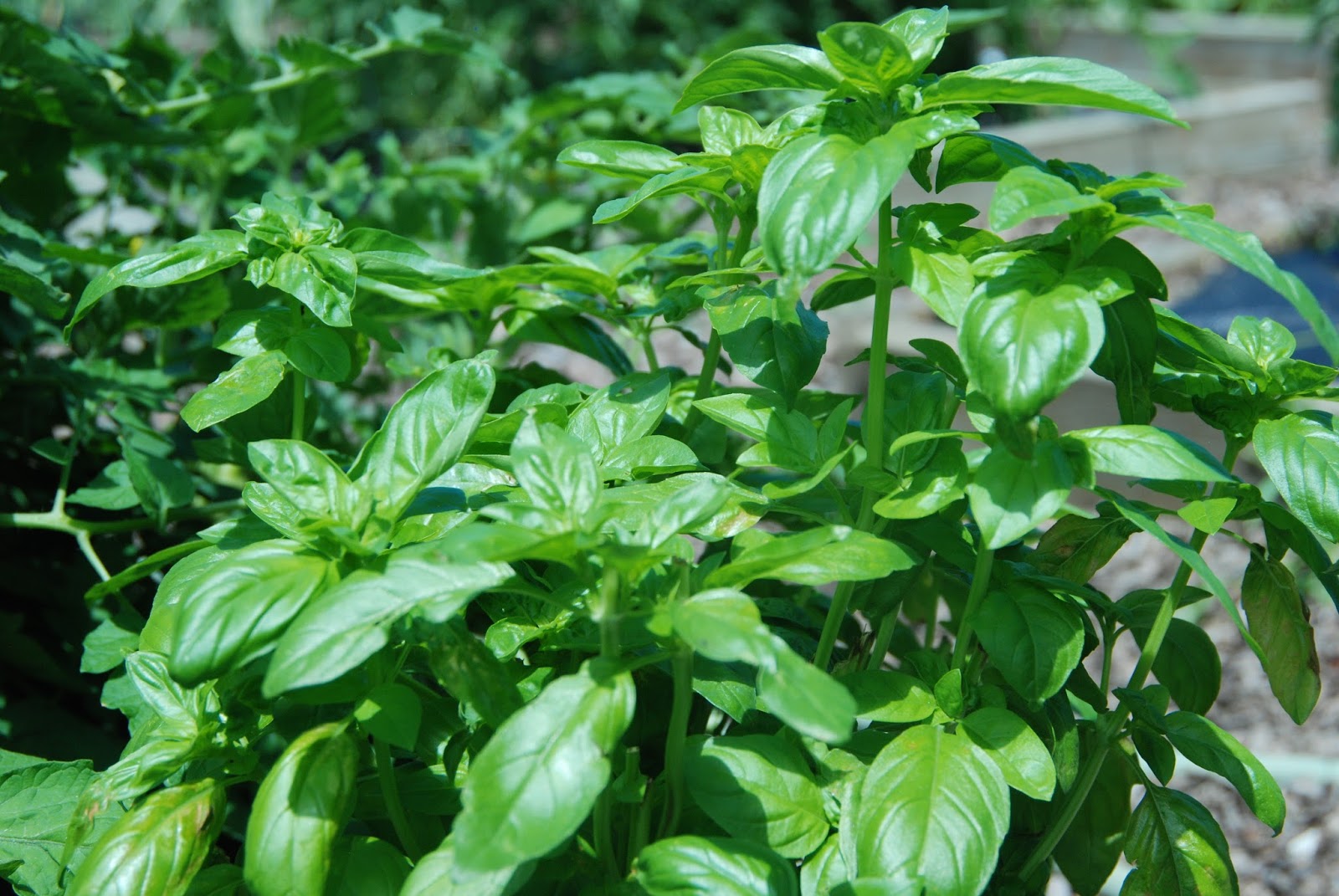 Basil Pesto from the Garden - Simply So Good