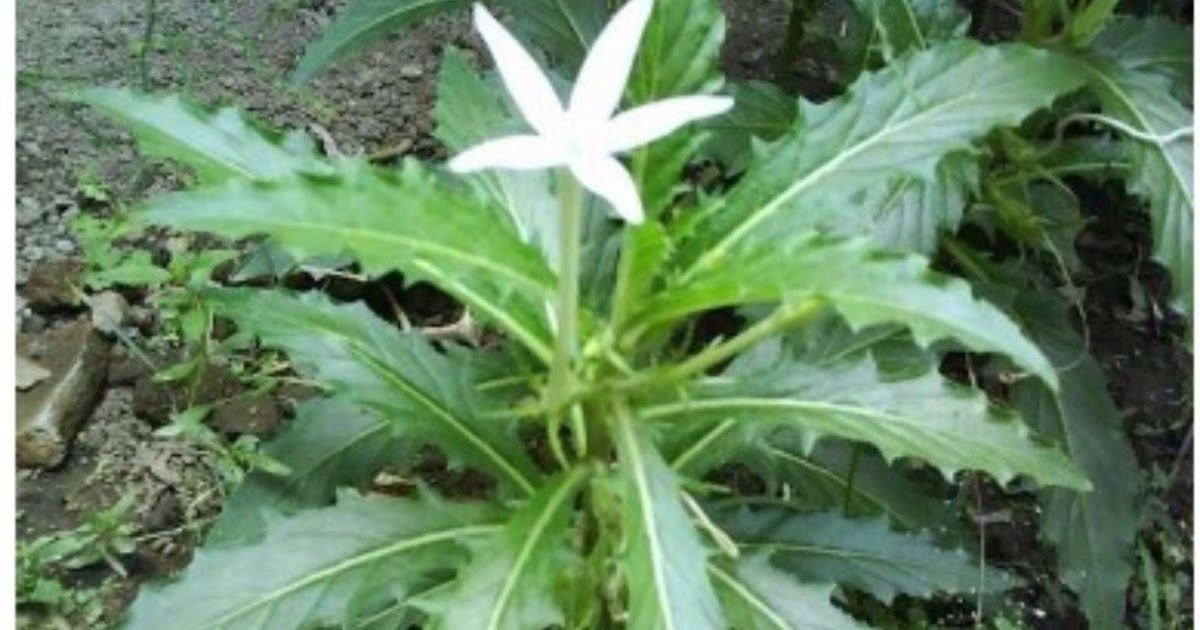 Korejat Flower, Bunga Herbal Ajaib