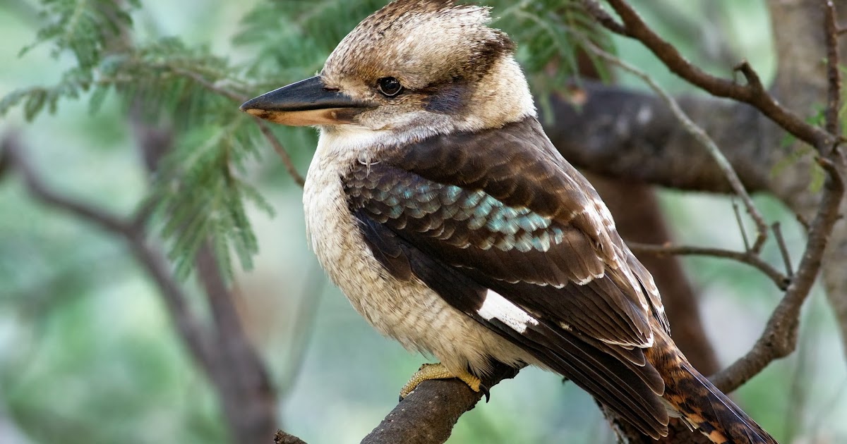 Animals World: latest pictures of kookaburra birds gallery