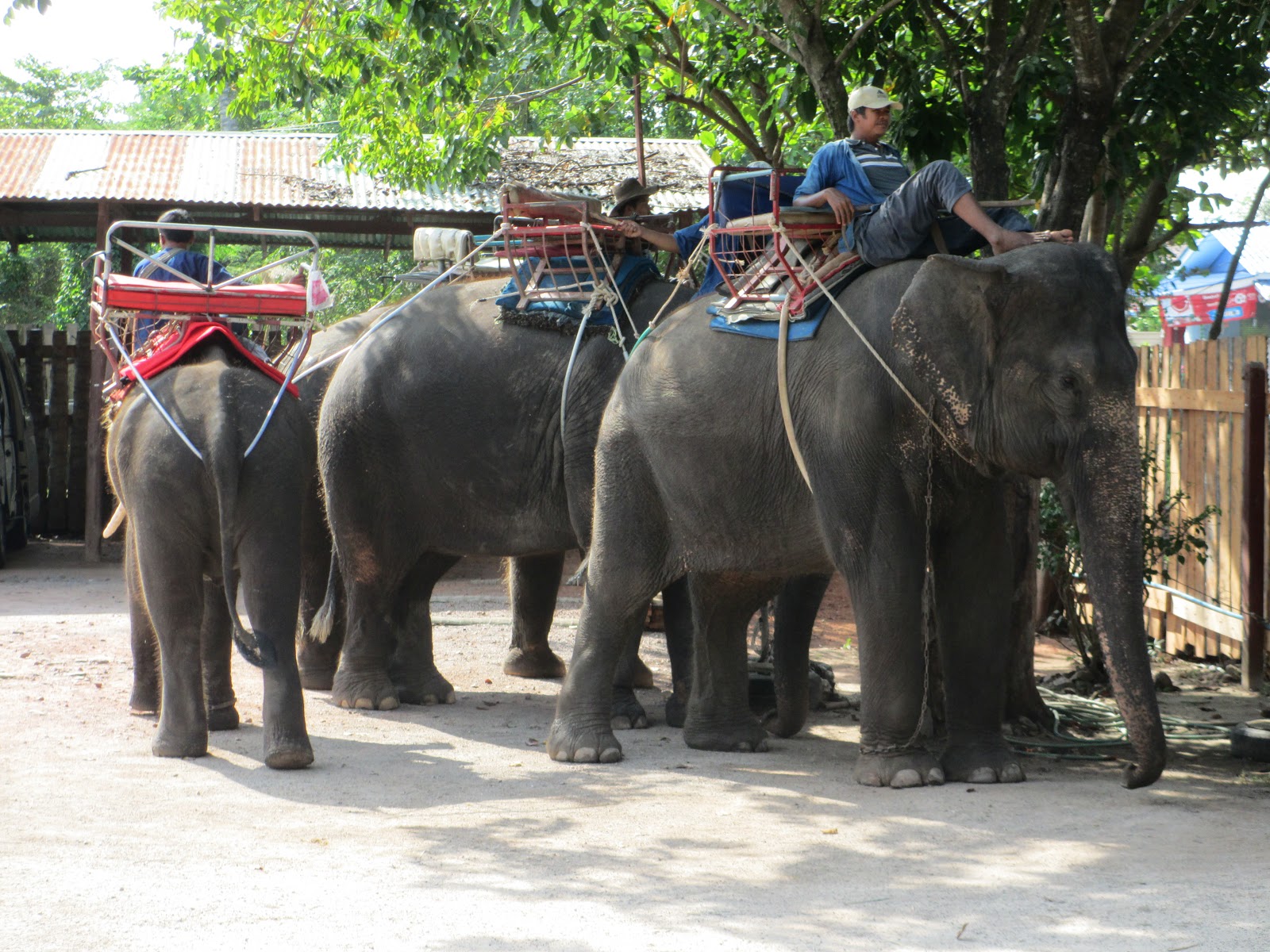 manuelimson: Elephant Ride in Thailand