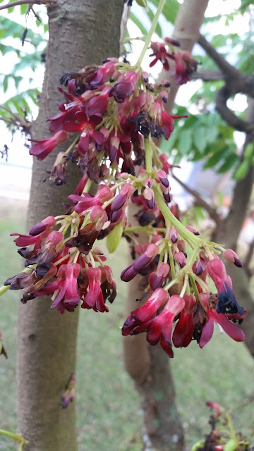 Warisan Petani: WW23 : Bunga Belimbing Buluh