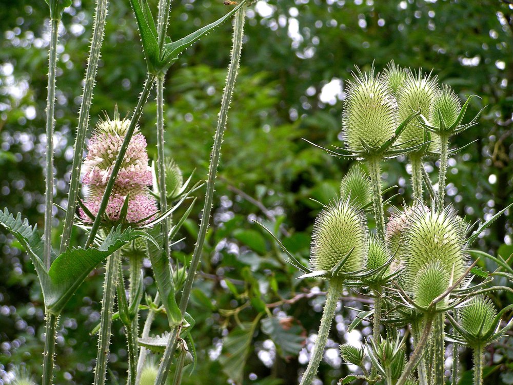 Random Jottings: Spike