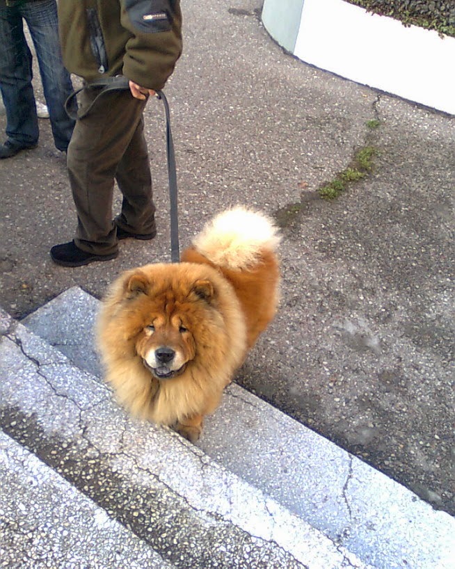 Największe tajemnice króla lwa: Psy które wyglądają jak lwy