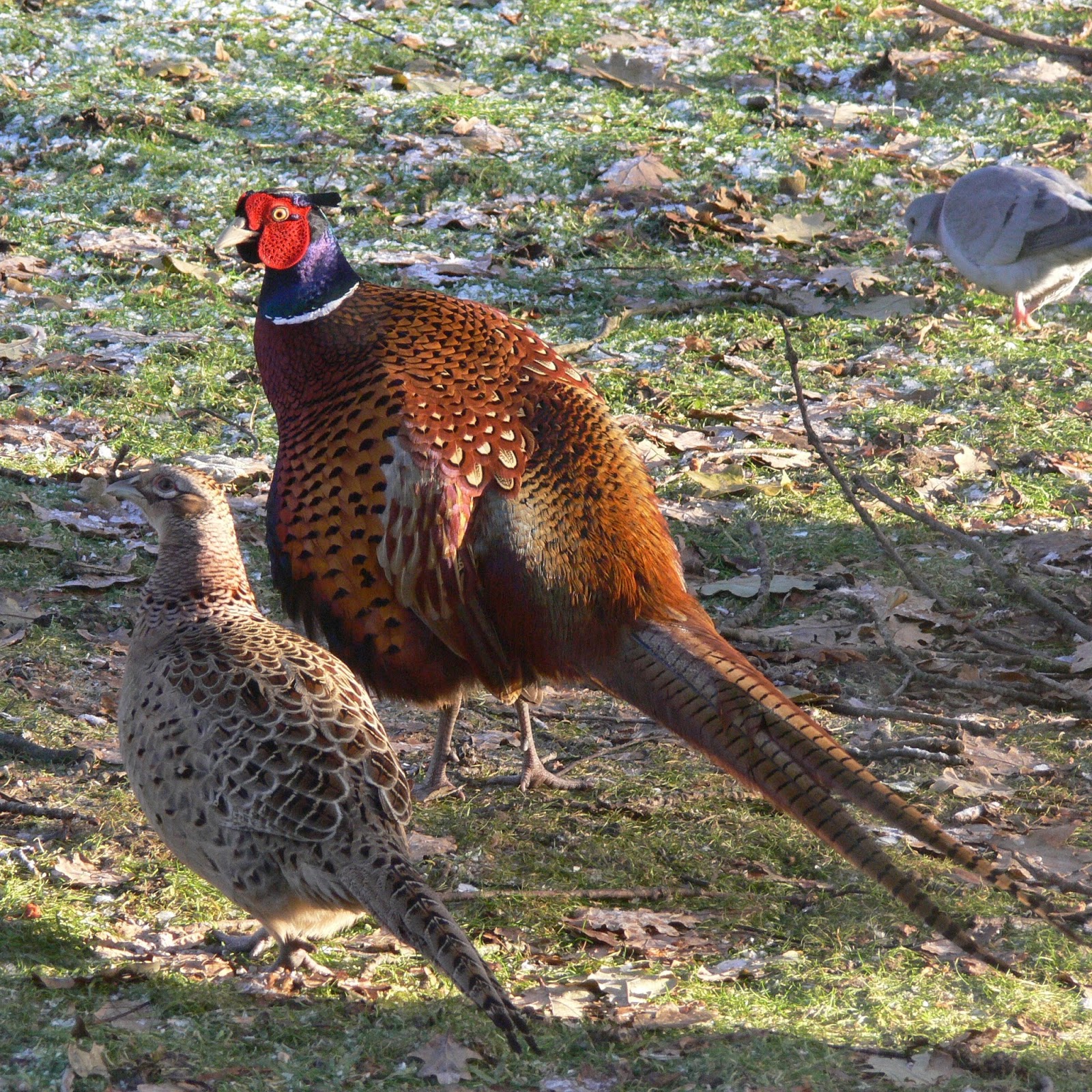 TrogTrogBlog: Bird of the week - Pheasant