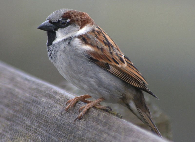 PARDAL COMÚ (Passer domesticus)