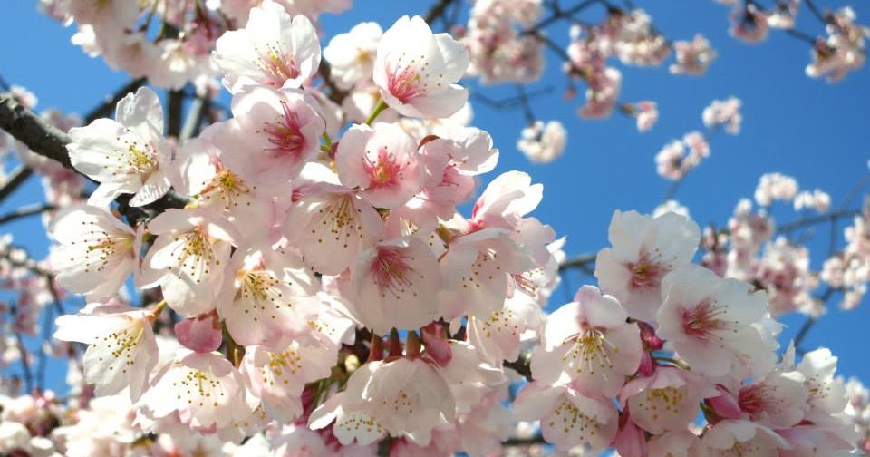10 Impressive Cherry Blossom Viewing Spots ~ My World Trip... Japan