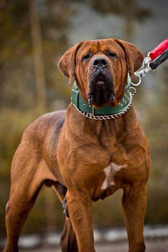 MorsoRosso: LE 11 RAZZE CANINE PIU' GRANDI