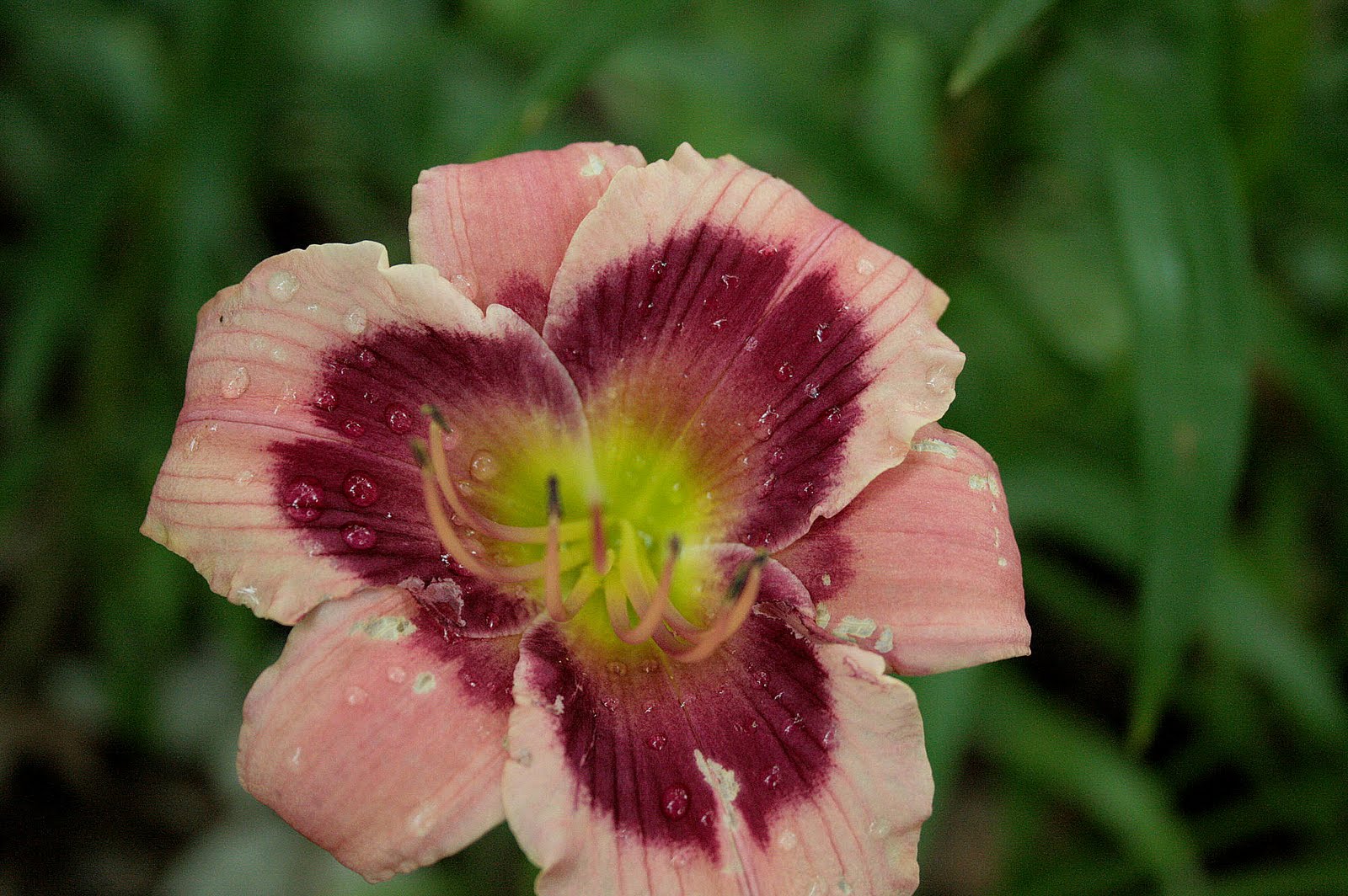A Hocking Hill's Garden: The Lily Bed