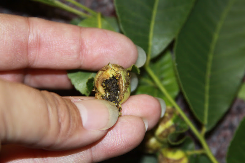Northern Pecans: Galls on pecan stems