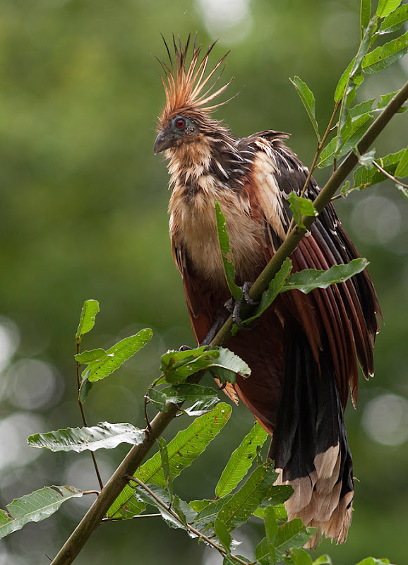 Weedon's World of Nature: Hoatzins