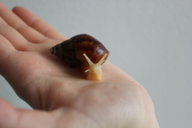 My Passion: Achatina fulica