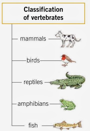luisminglish - Science: Vertebrates vs Invertebrates
