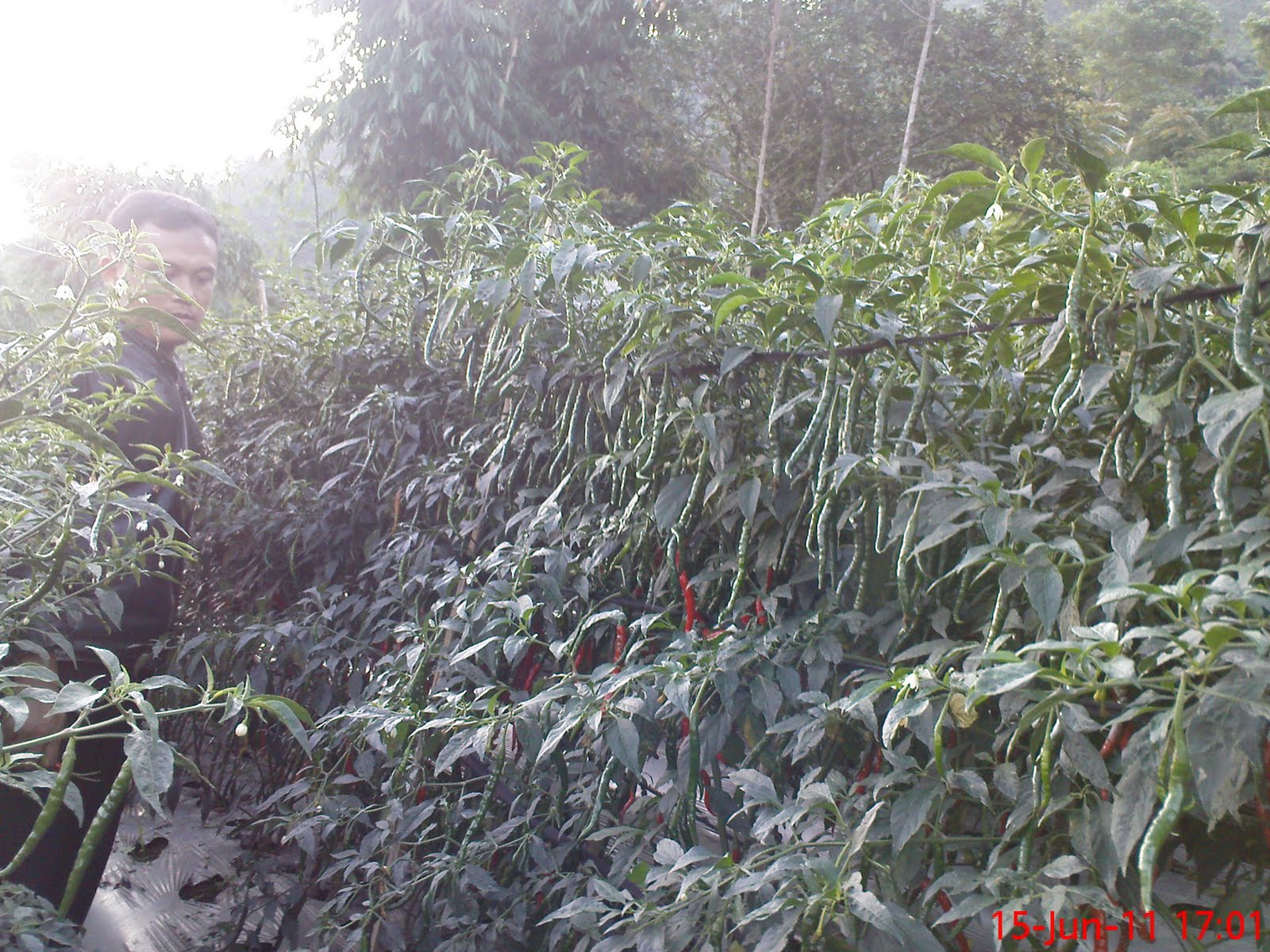 GAMBAR SUKSES BERCOCOK TANAMAN CABE | Tips Petani