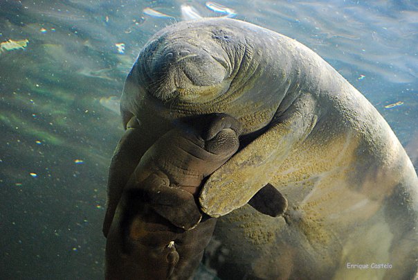 BiOjUnKiEs: Manatí Antillano o de la India Occidental.