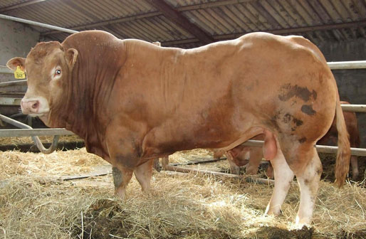 Mamen Blog: Cara menggemukkan sapi pedaging