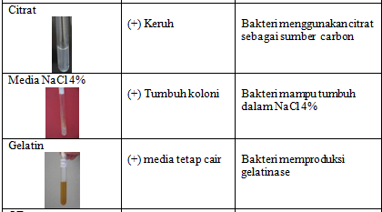 drh. Dewi Murni: DIAGNOSA INFEKSI Aeromonas hydrophila dan INFESTASI ...