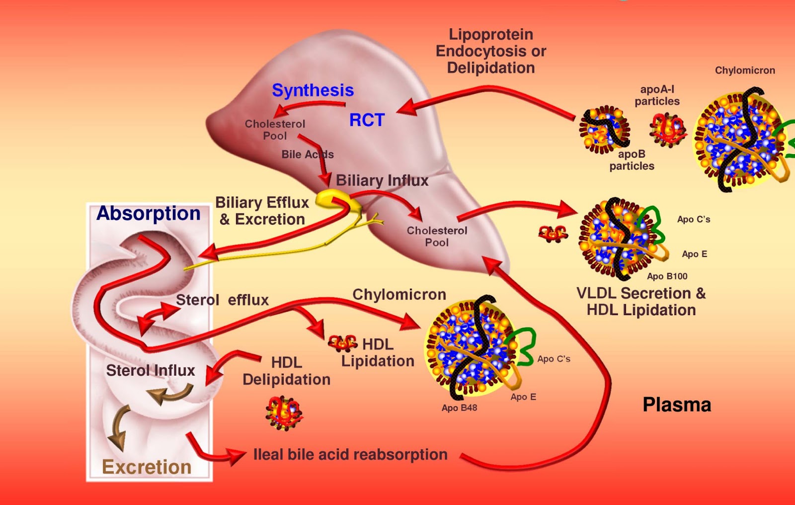 Biochemical Ultrarunner: Relationship between glycemic index and serum ...
