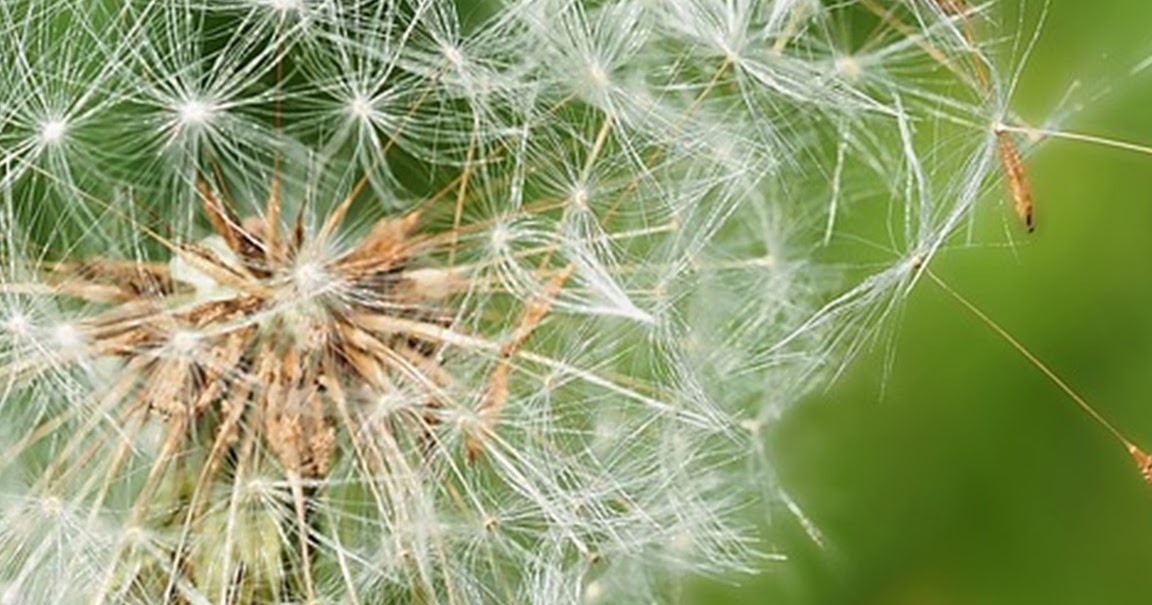 6 Exciting Ways to Show Seed Dispersal - Teachers Are Terrific! A STEM Blog