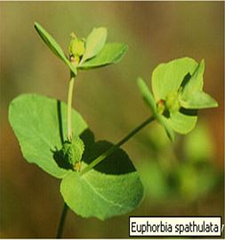 Suara Hati: GAMBAR TANAMAN INANG PREDATOR ULAT PEMAKAN DAUN KELAPA ...