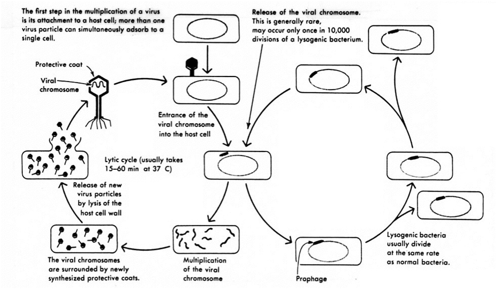 Info Mikrobiologi: BAKTERIOFAGE