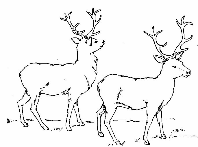 Piešiniai ir darbeliai: Spalviname Elnius