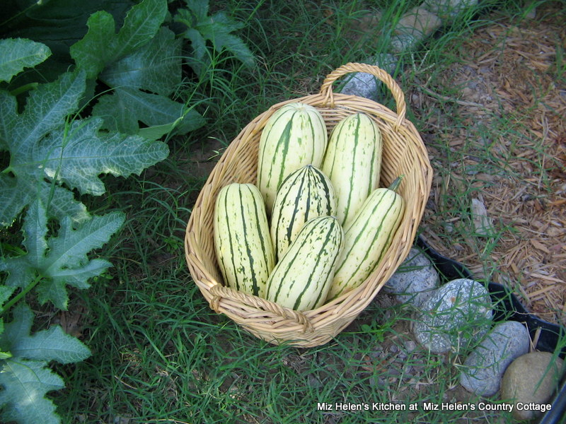 Squash Squash and More Squash