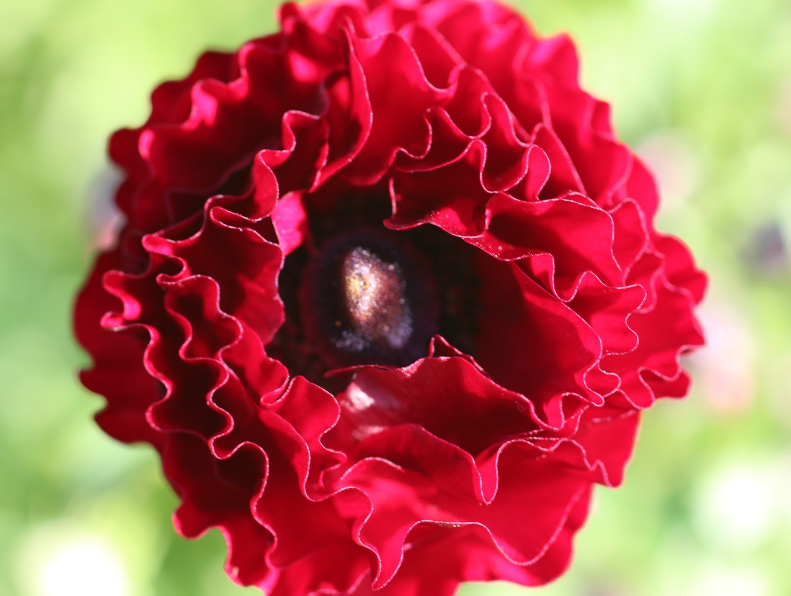 Florez Nursery: Dark red Ranunculus