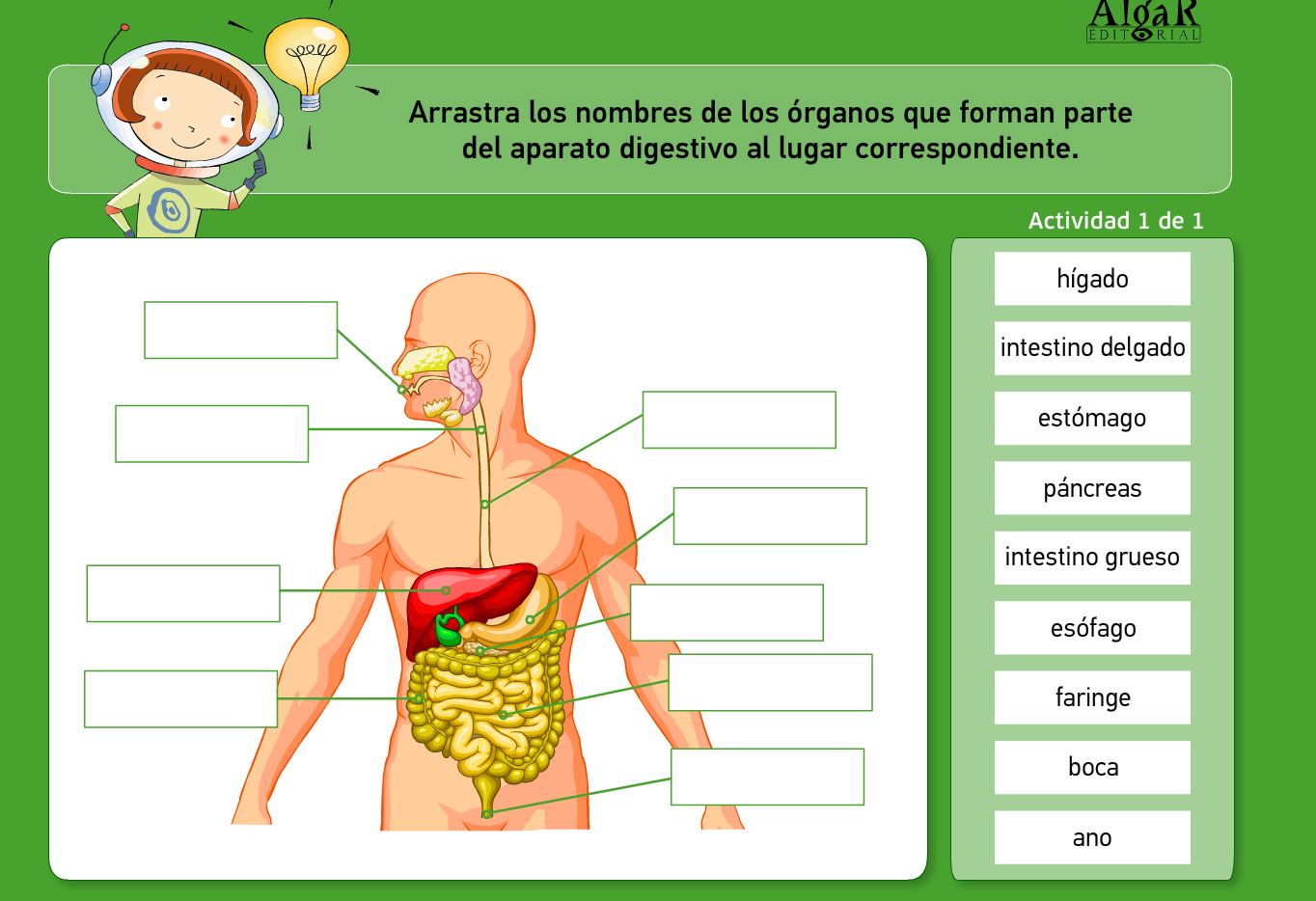 Machaditos - Sexto de Primaria -: EL APARATO DIGESTIVO