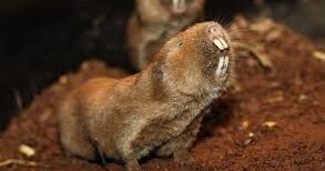 El blog de Antonio: La rata topo uno de los mamíferos más raros de ...