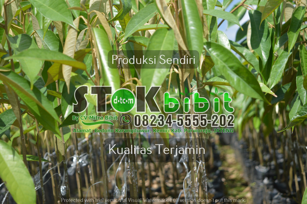 Kluwih daun kluwih - jual bibit buah pepino